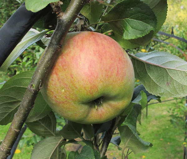 HOWGATE WONDER - Wolvercote Tree Group