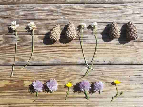 Learning-about-Math-in-Nature-Sequences - Wonder-Filled Days