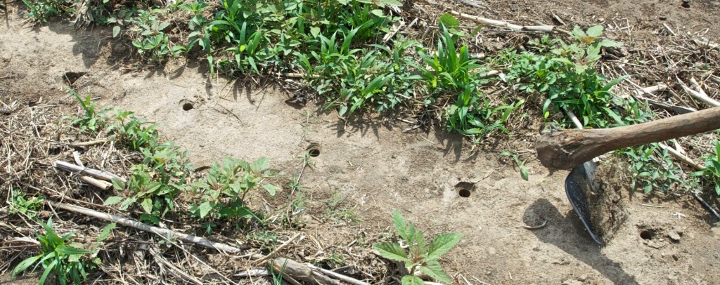 Scratch – Dibble – Slash -Weed Maize