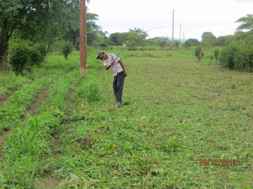 Scratch – Dibble – Slash – Weed – Harvest (SOYA)