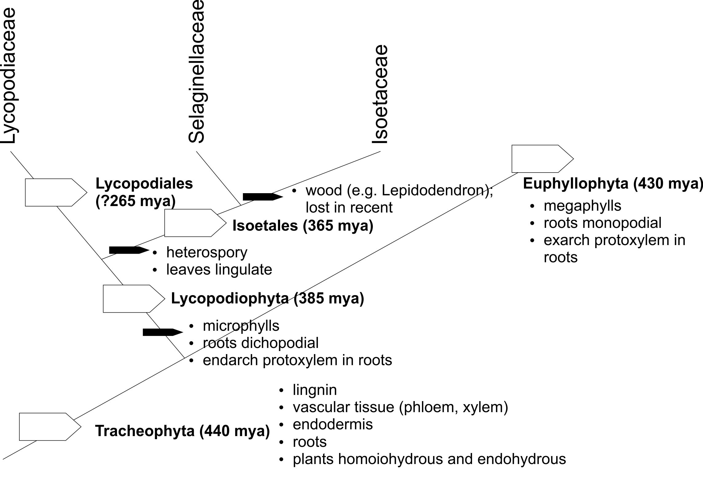 Lycopods and Ferns – World of Plants