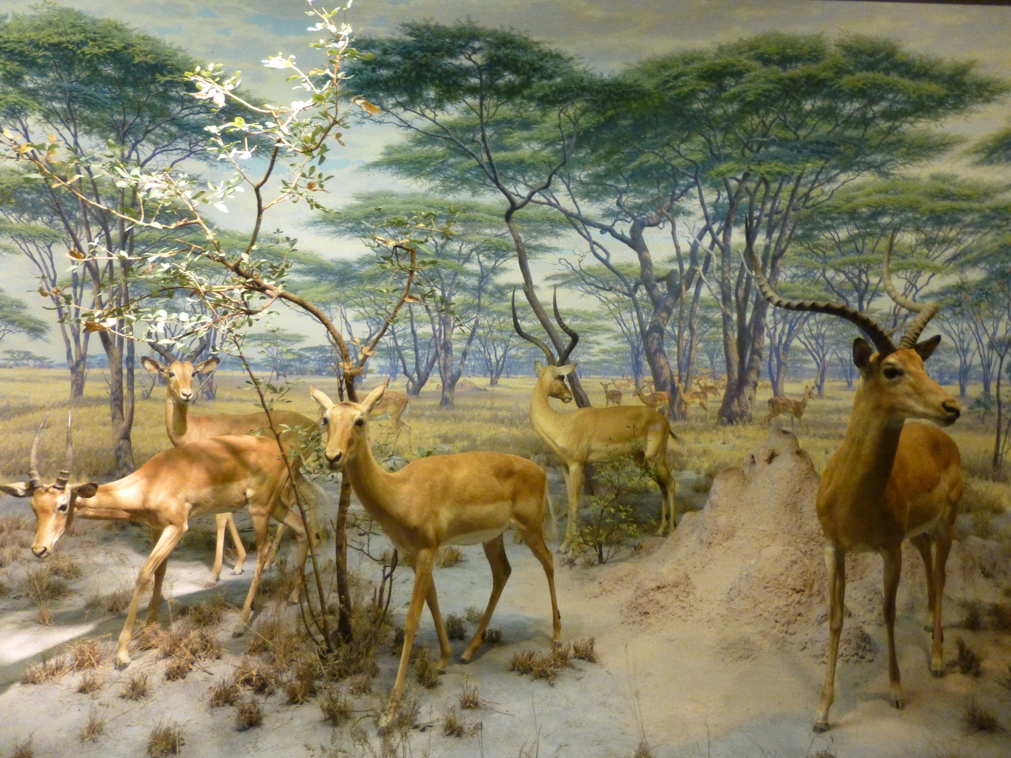 Hall of Mammals Dioramas, Museum of Natural History | The Worley Gig