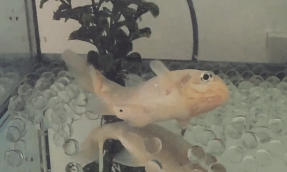 Review Of A Fish That Can't Swim Ideas