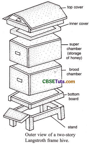 Beekeeping - Definition, Equipment, Facts and Management - CBSE Tuts