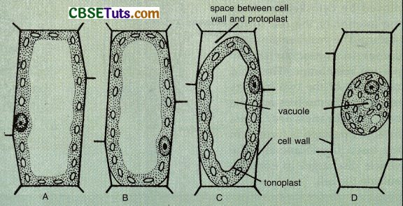 Cell Wall - Definition, Functions and Difference Between Cell Wall and ...