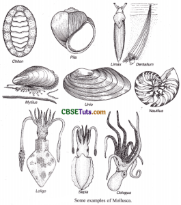 Classification of Phylum Mollusca - CBSE Tuts