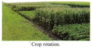 Cropping Patterns - Mixed Cropping, Intercropping, Crop Rotation - CBSE ...