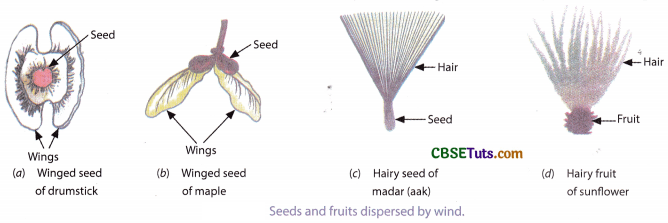 Definition and Types of Dispersal of Seeds and Fruits - CBSE Tuts