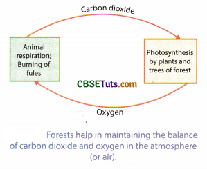 Forests and Their Ecological Importance - CBSE Tuts