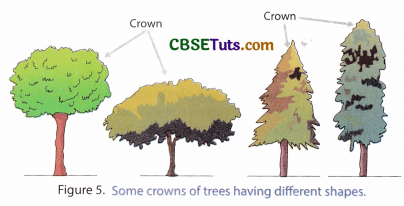 Forest Ecosystem, Food Chain and Structure of Forest - CBSE Tuts