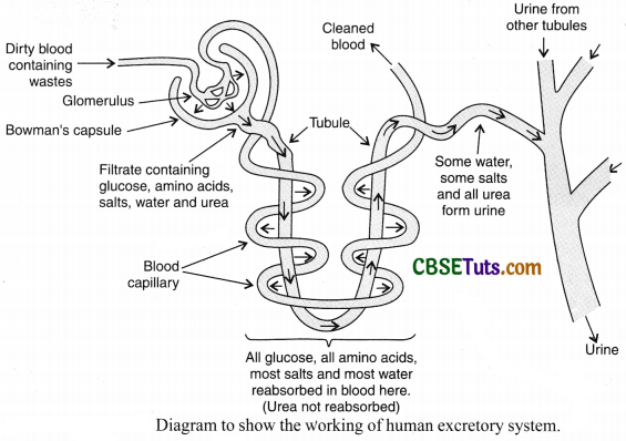 Excretion in Animals, Humans and Plants with Diagram - CBSE Tuts