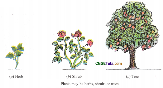 Plants Introduction And Classification Based On Growth Habits - CBSE Tuts