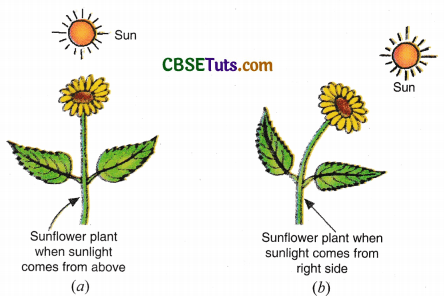 What are Life Processes? Definition, Types and Importance - CBSE Tuts