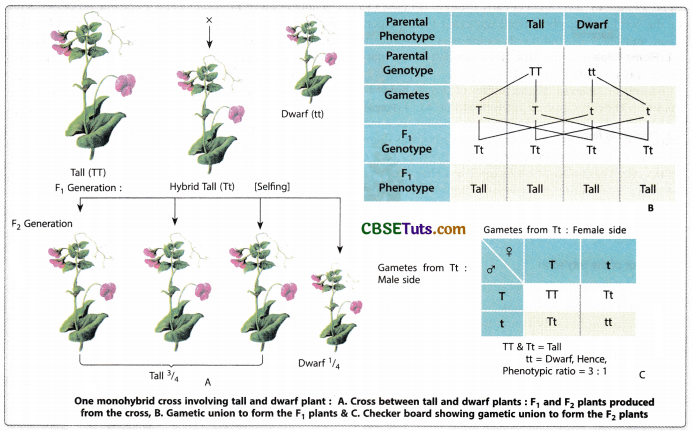 Mendelian Laws of Inheritance - Monohybrid and Dihybrid Inheritance ...