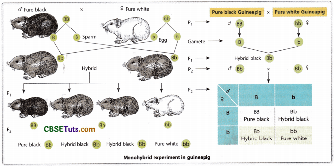 Mendelian Laws of Inheritance - Monohybrid and Dihybrid Inheritance ...