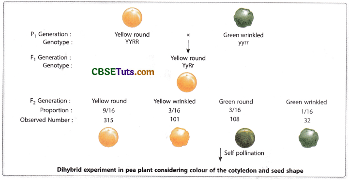 Mendelian Laws of Inheritance - Monohybrid and Dihybrid Inheritance ...