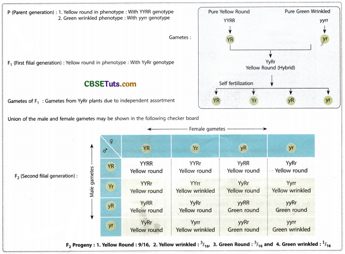 Mendelian Laws of Inheritance - Monohybrid and Dihybrid Inheritance ...