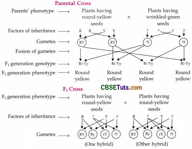 Mendelian Laws of Inheritance - Monohybrid and Dihybrid Inheritance ...