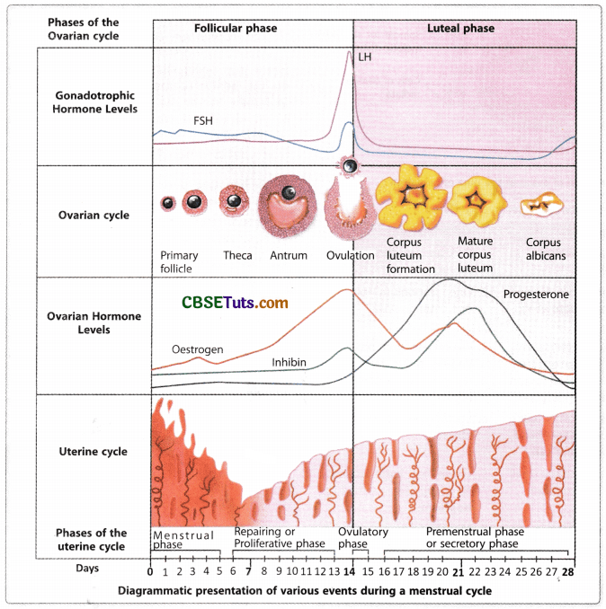 Phases of Menstrual Cycle and Oestrous Cycle - Role of Hormones - CBSE Tuts