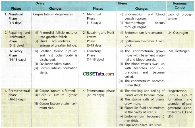 Phases of Menstrual Cycle and Oestrous Cycle - Role of Hormones - CBSE Tuts
