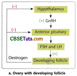 Phases of Menstrual Cycle and Oestrous Cycle - Role of Hormones - CBSE Tuts
