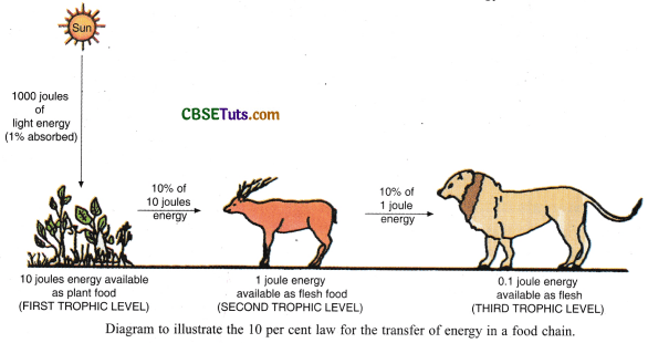 Transfer of Energy in Food Chains - Energy Flow in Ecosystem - CBSE Tuts