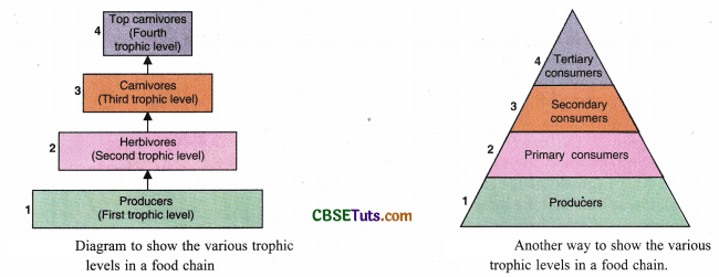 Trophic Levels Structure, Function and Human Impacts on Ecosystems ...