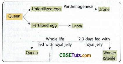 Beekeeping - Definition, Equipment, Facts and Management - CBSE Tuts