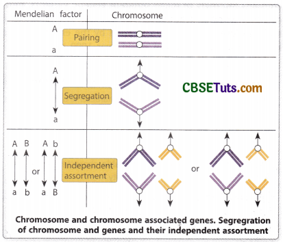 Chromosomal Theory of Inheritance: Observations and Inheritance - CBSE Tuts