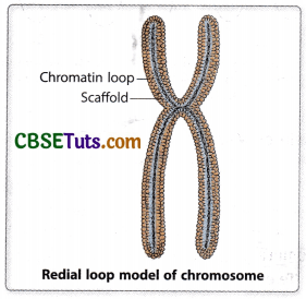 Chromosomal Theory of Inheritance: Observations and Inheritance - CBSE Tuts