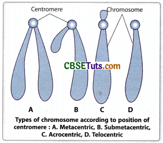 Chromosomal Theory of Inheritance: Observations and Inheritance - CBSE Tuts