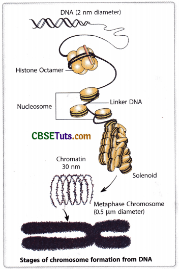 Chromosomal Theory of Inheritance: Observations and Inheritance - CBSE Tuts