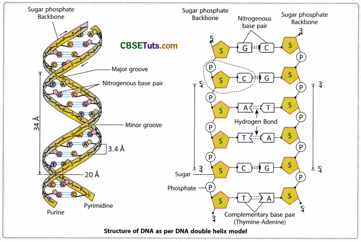 Chromosomal Theory of Inheritance: Observations and Inheritance - CBSE Tuts