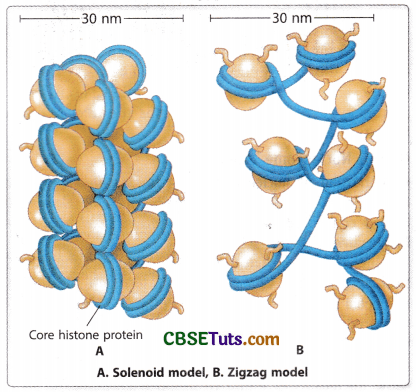 Chromosomal Theory of Inheritance: Observations and Inheritance - CBSE Tuts