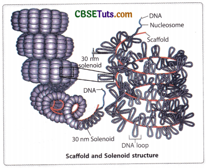 Chromosomal Theory of Inheritance: Observations and Inheritance - CBSE Tuts