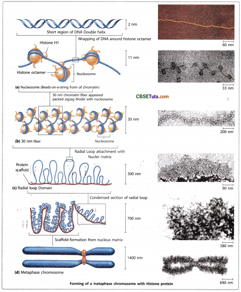 Chromosomal Theory of Inheritance: Observations and Inheritance - CBSE Tuts