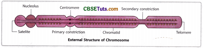 Chromosomal Theory of Inheritance: Observations and Inheritance - CBSE Tuts