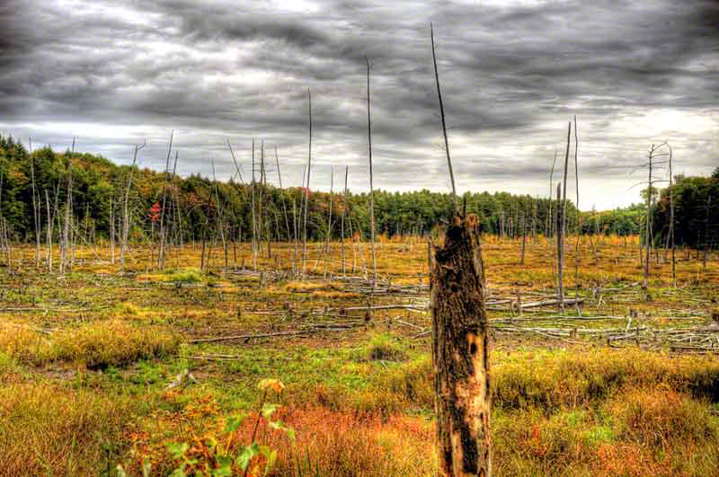 Dead Trees and Dark Skies | Muskoka Blog
