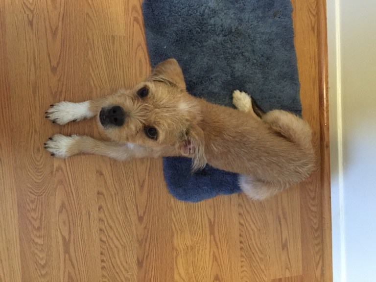 Destructiveness - Dog Training Fresno Board and Train