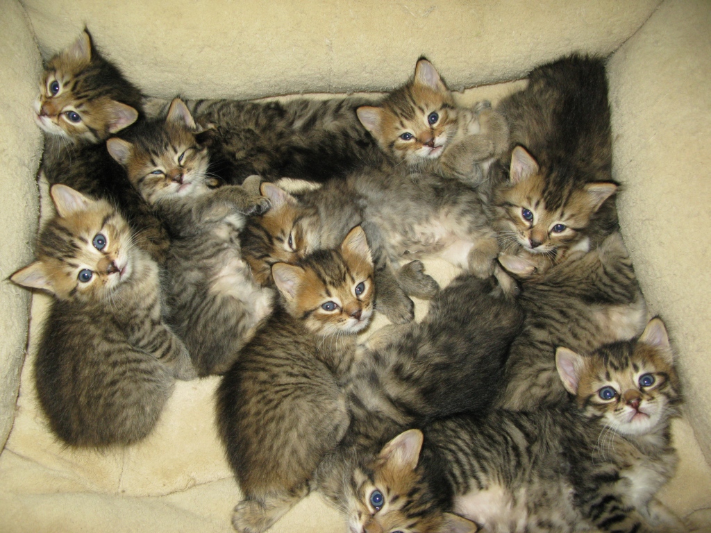 Kittens Allemaal 4 Weken Oud kittens-allemaal-4-weken-oud