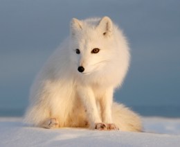 Incredible Which Animals Live In Hot And Cold Places Ideas Find More Fun