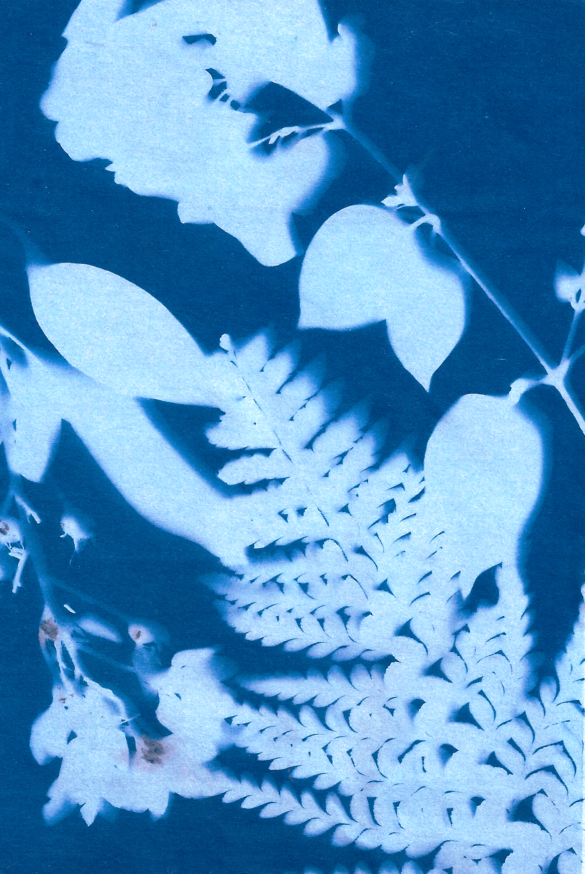 day 181: sunprints | emily longbrake
