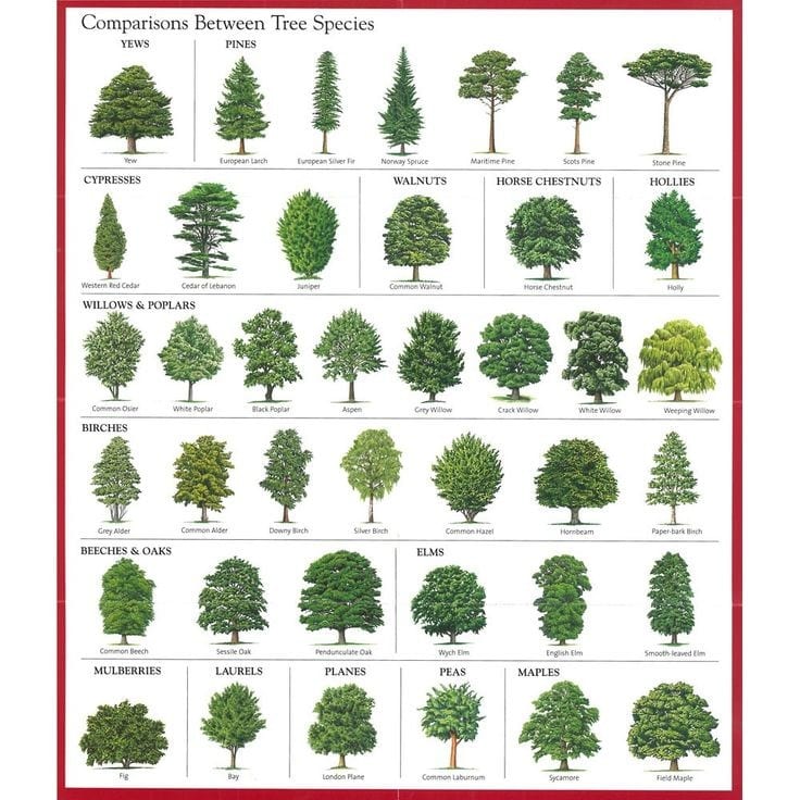 Learn How To Identify Trees And Leaves Enchanted Little World learn-how-to-identify-trees-and-leaves-enchanted-little-world