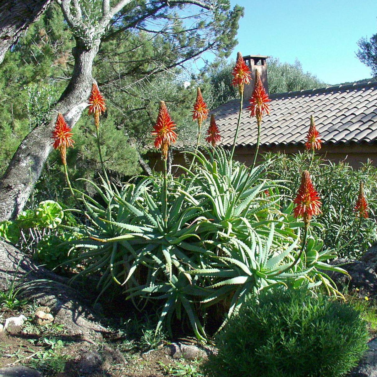 Plante Aloes Exterieur