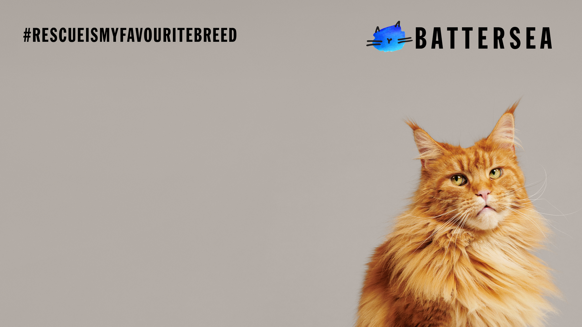 39 Cute Crazy Cat Zoom Teams Backgrounds - Funny Meeting Backgrounds