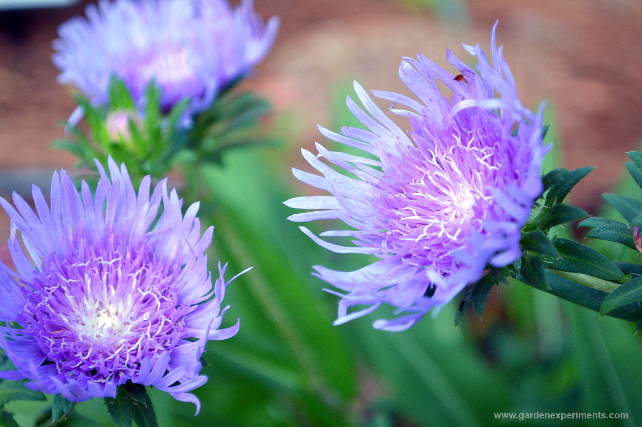 Stokes Aster - Beautiful and Blue