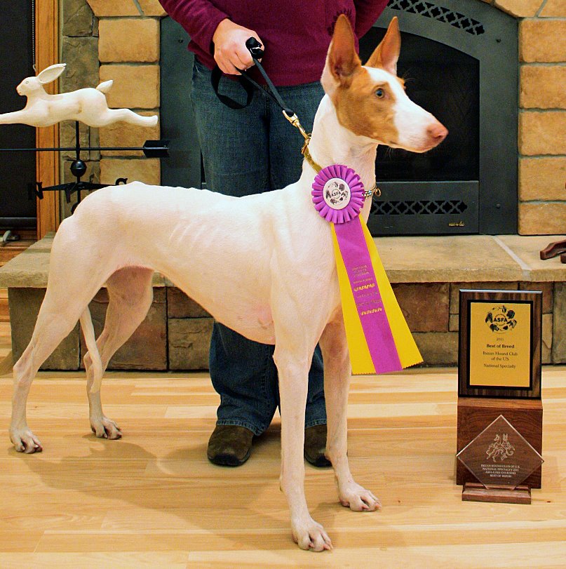 Our Hounds – HareHill Hounds