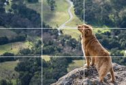 Rule Of Thirds Explained