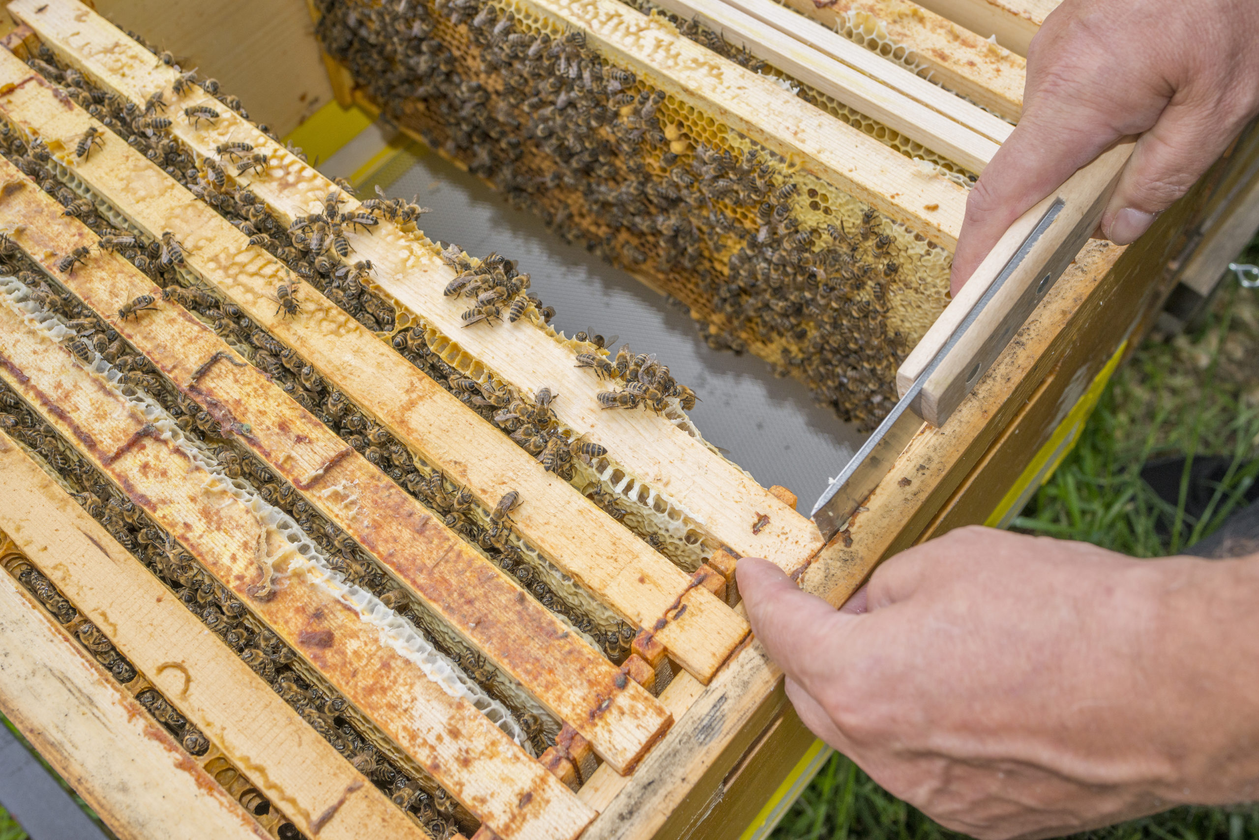 beekeeper working with frames in top bar hive - close up Keeping ...