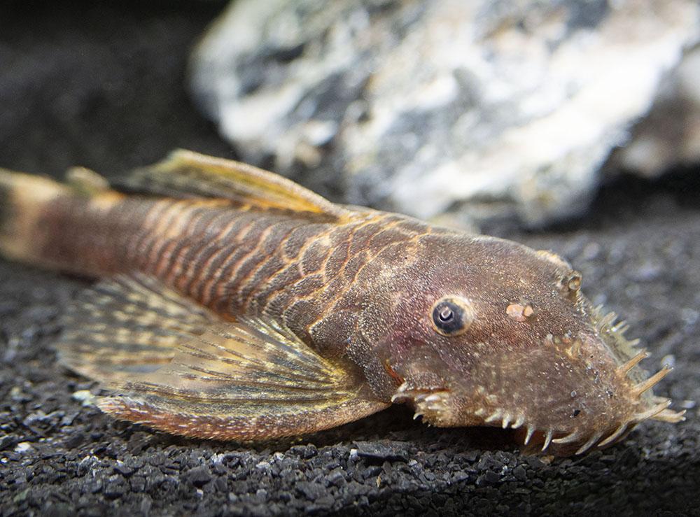 bristlenose-pleco-tank-requirements-diet-breeding-compatibility-of